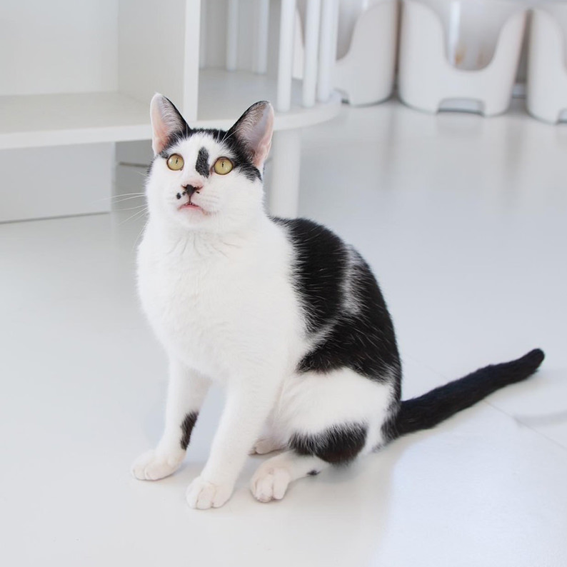 【公式】保護猫喫茶 necoma | 猫のいる喫茶と美術室